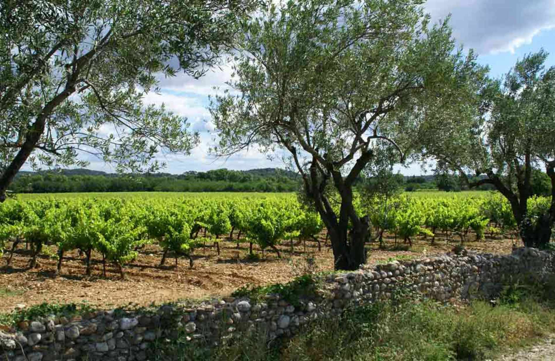 Top 10 des vignobles - Le Gard