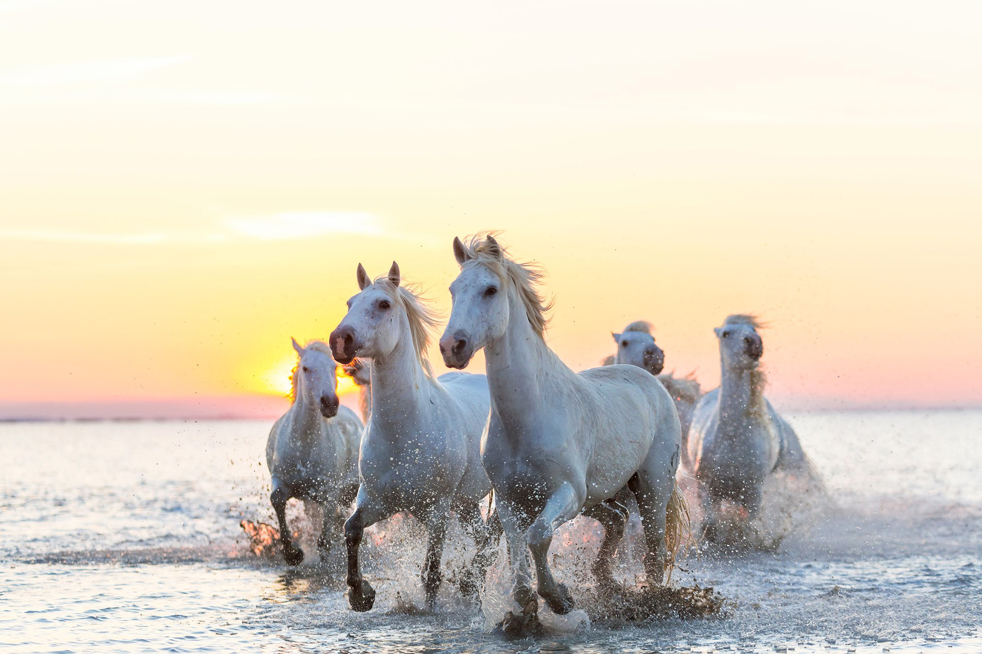 La Camargue dans le Gard
