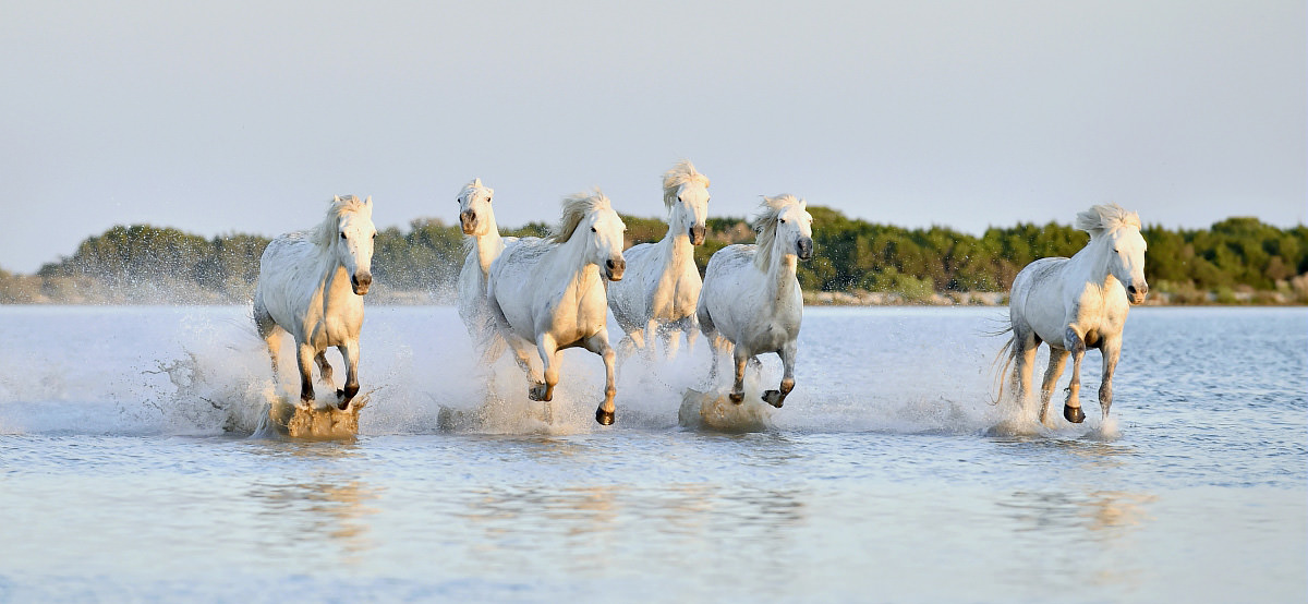 La Camargue dans le Gard