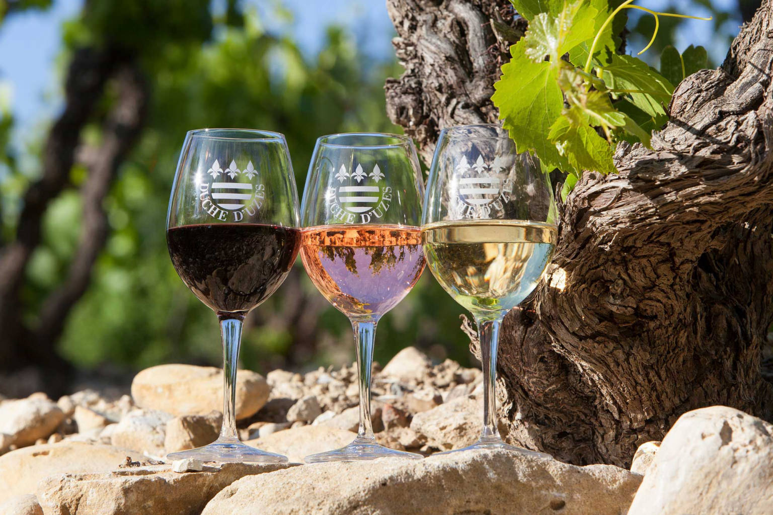 Vin et vignobles dans Gard Tourisme